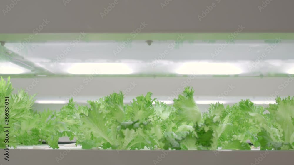 Lettuce Grown In An indoor Vertical Farming System - Beautiful Green ...