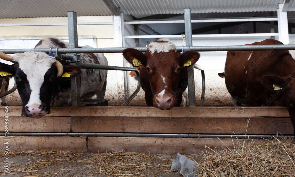 Foto de three cows stand in a stall behind a fence. Cows with yellow ...
