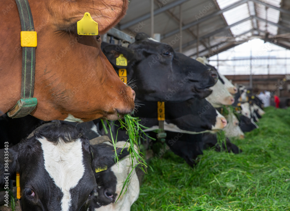 Cows eating fresh grass at feed gate. Modern Stable Netherlands ...