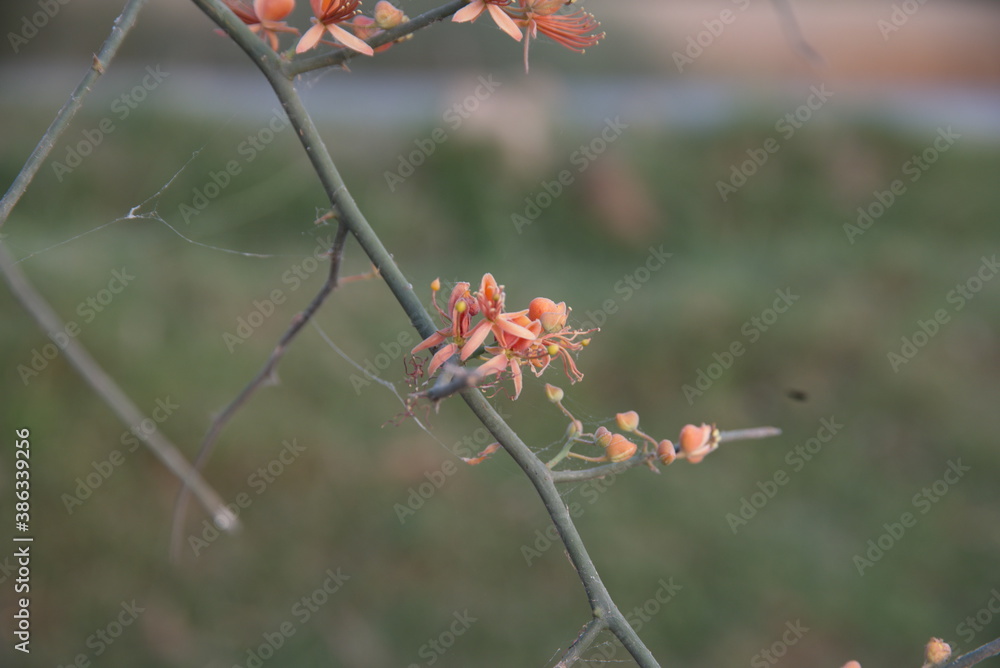 Capparis decidua, known in Hindi as karira or kerda, is a useful plant ...