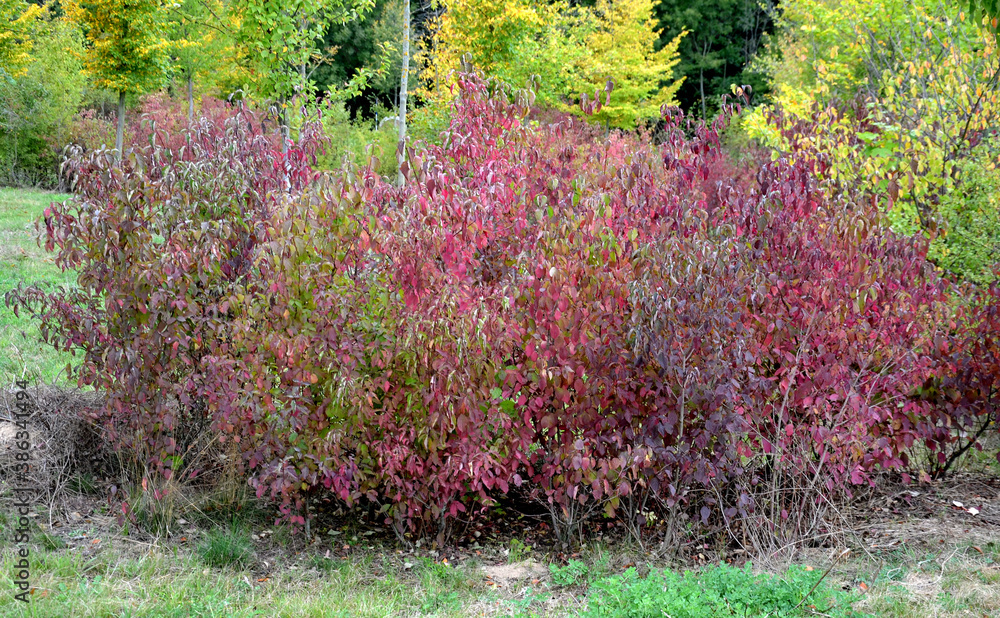 A medium-sized deciduous shrub with arguably the most intensely ... A medium-sized deciduous shrub with arguably the most intensely ...