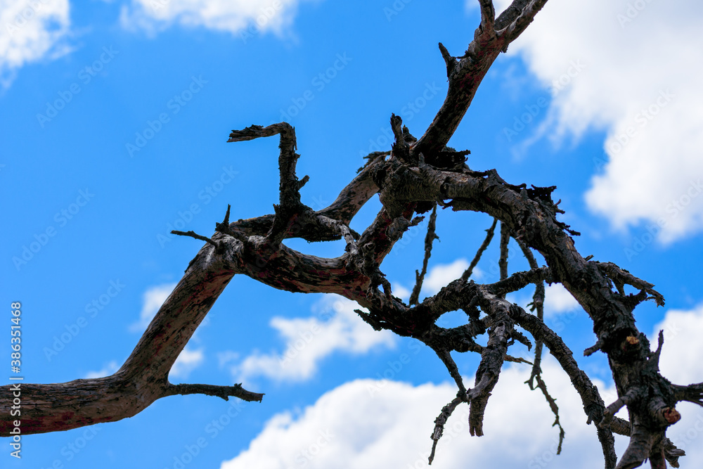 The branches of a withered tree against the backdrop of the blue sky ...