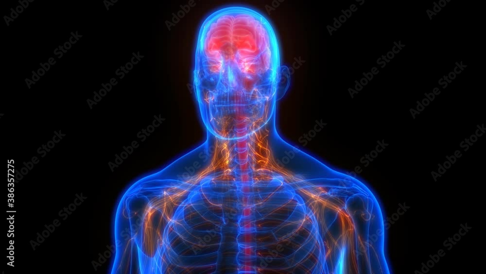 Central Organ of Human Nervous System Brain Anatomy Animation Concept ...