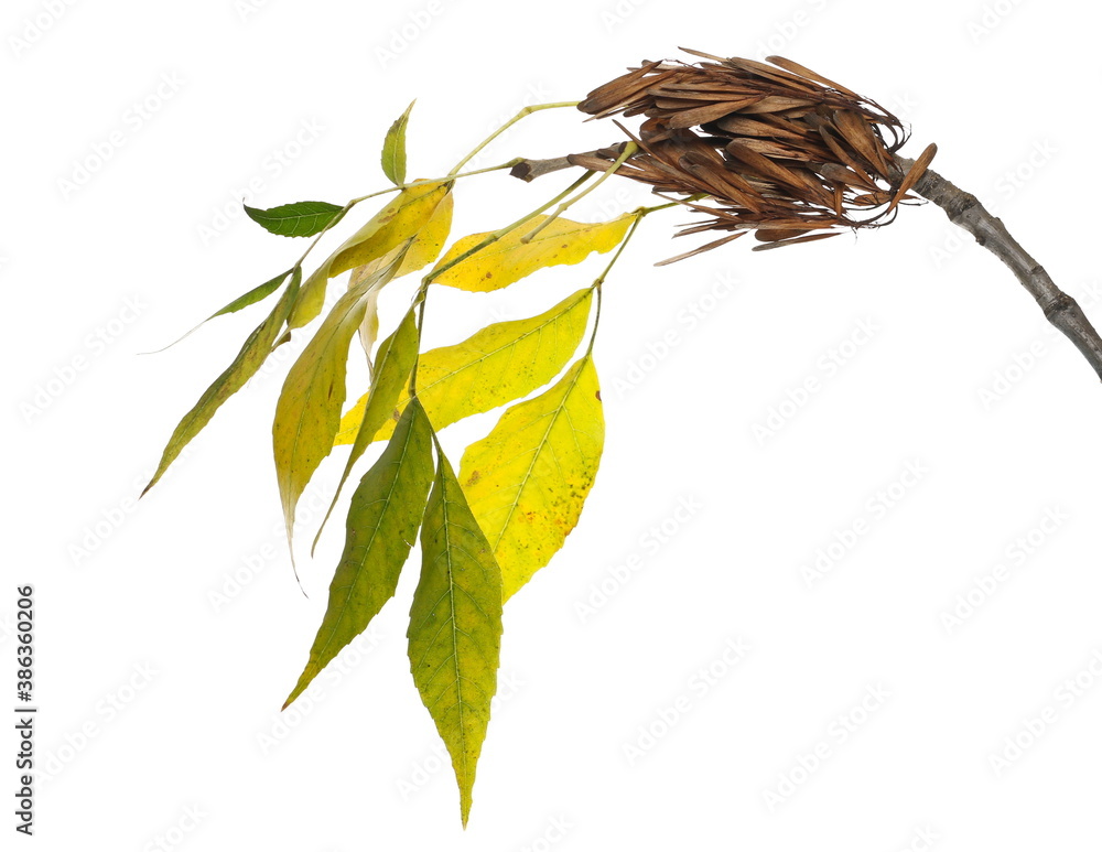 European ash seeds and leaves, (Fraxinus excelsior) isolated on white ...