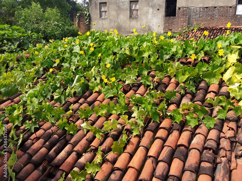 Sponge Gourd, Ridge Gourd, Snake Gourd, Turai, Tori, Turaiya, Gilki ...
