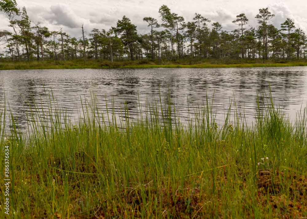 stunning bog views. beautiful clouds. View of the beautiful nature in ...