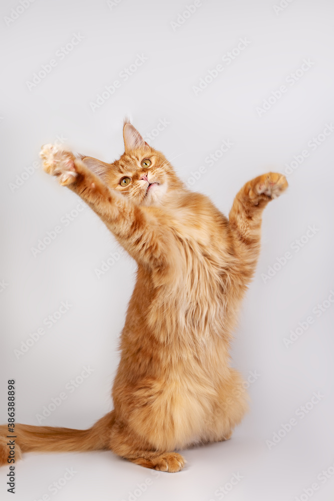 funny red Maine Coon cat playing, standing on its hind legs, vertical ...