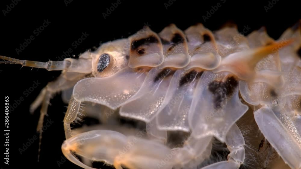 Amphipoda Acanthogammarus lappaceus under the microscope, family ...