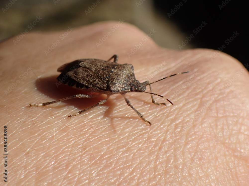 Gruene Gemeine Stinkwanze Gruenling in der Winterform Stock Photo ...