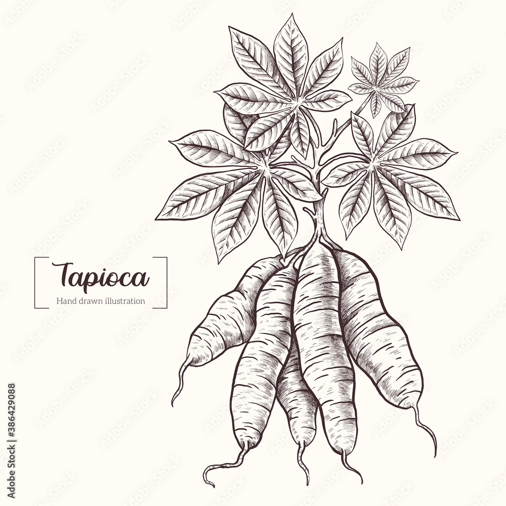 Photo Tapioca, Katy's Dreams | Posters, tableaux et papiers peints ...