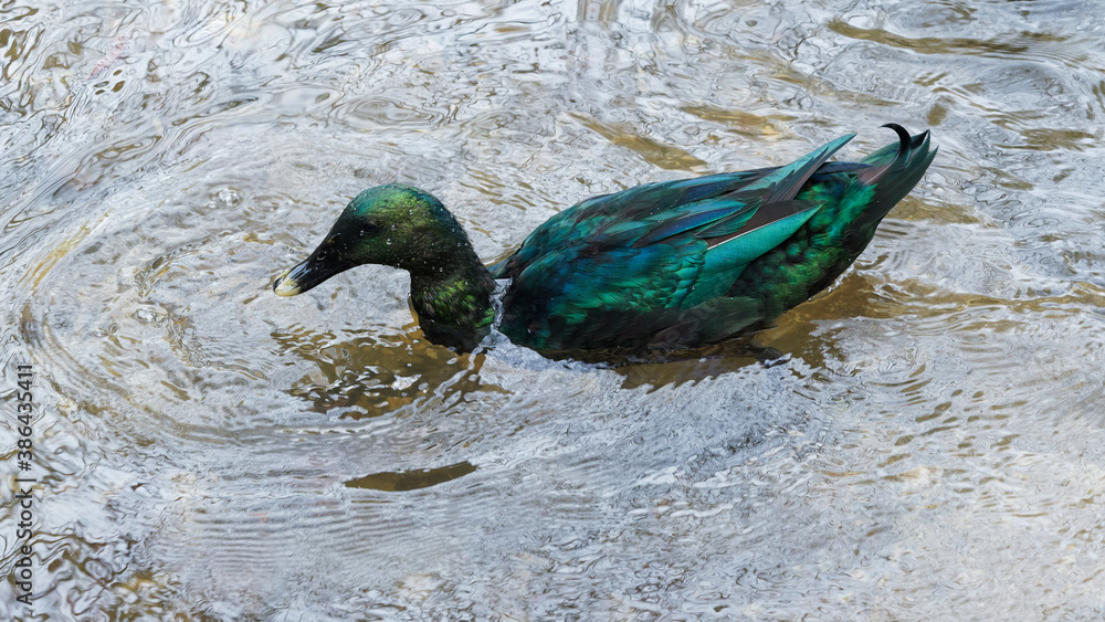 (Anas platyrhynchos) Canard émeraude ou canard du labrador au ...