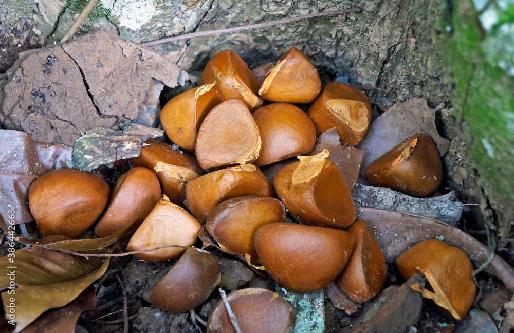 Crabwood tree seeds or Andiroba seeds (Carapa guianensis), Rio, Brazil ...
