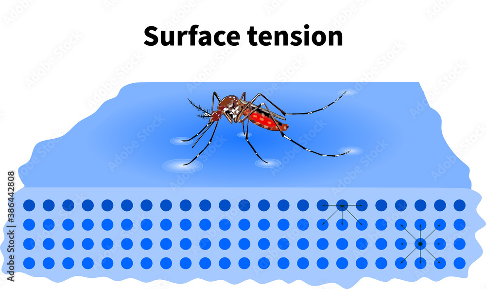 surface tension Mosquito water surface molecule force floating Stock ...