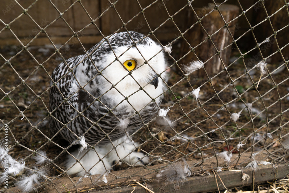 Snowy owl chick sits behind bars in the nursery Stock Photo | Adobe Stock
