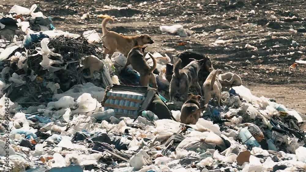 A pack of dogs on a heap of waste. Dirty stray dogs. Hungry wild dogs ...