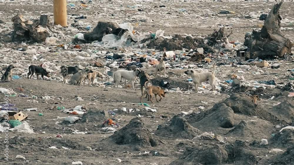 Colony of homeless dogs. Abandoned animals in the trash can. Hungry ...