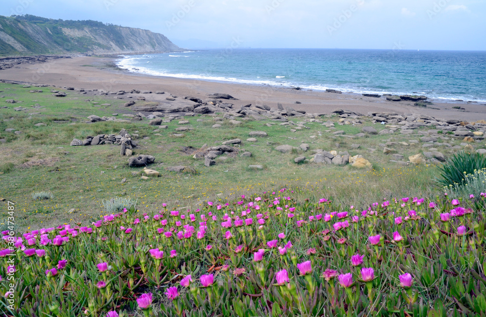 Carpobrotus edulis, invasive plant native to South Africa invading the ...