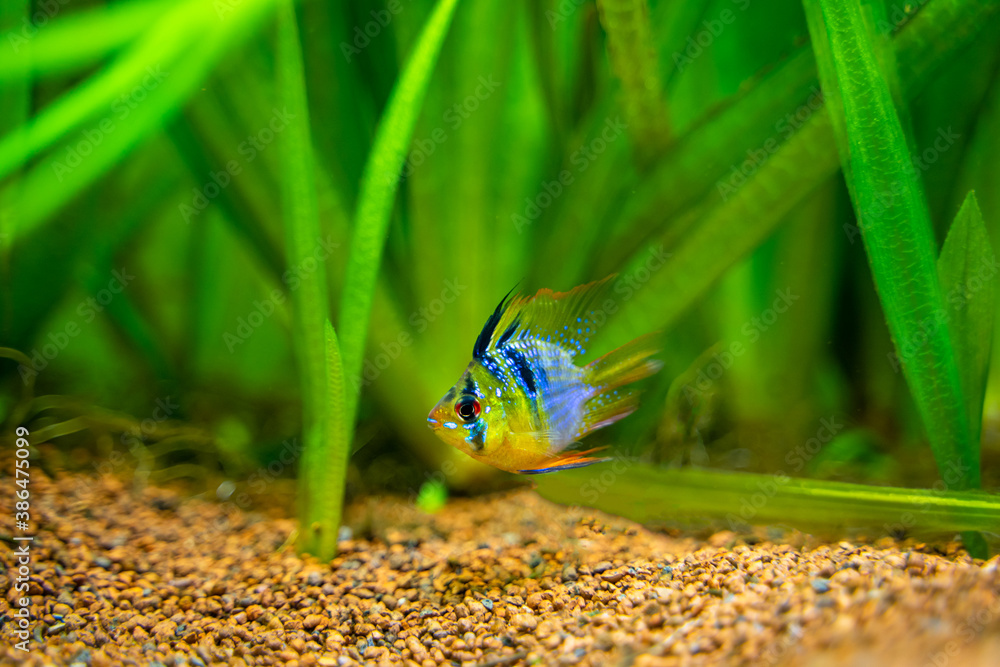 Blue Balloon Ram (Microgeophagus ramirezi) in a fish tank with blurred ...