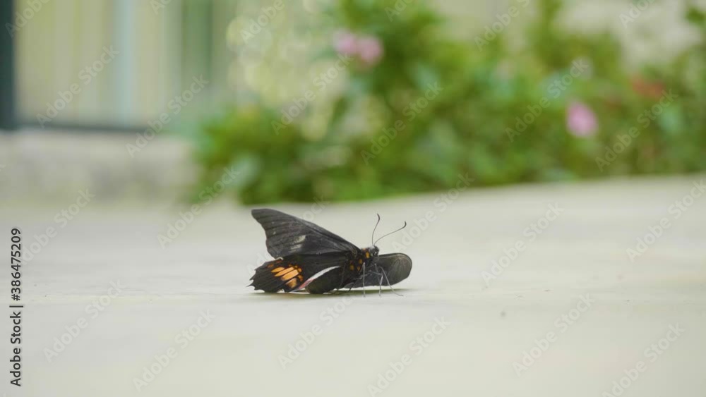 Vídeo do Stock: The Ruby-Spotted Swallowtail or Red-Spotted Swallowtail ...