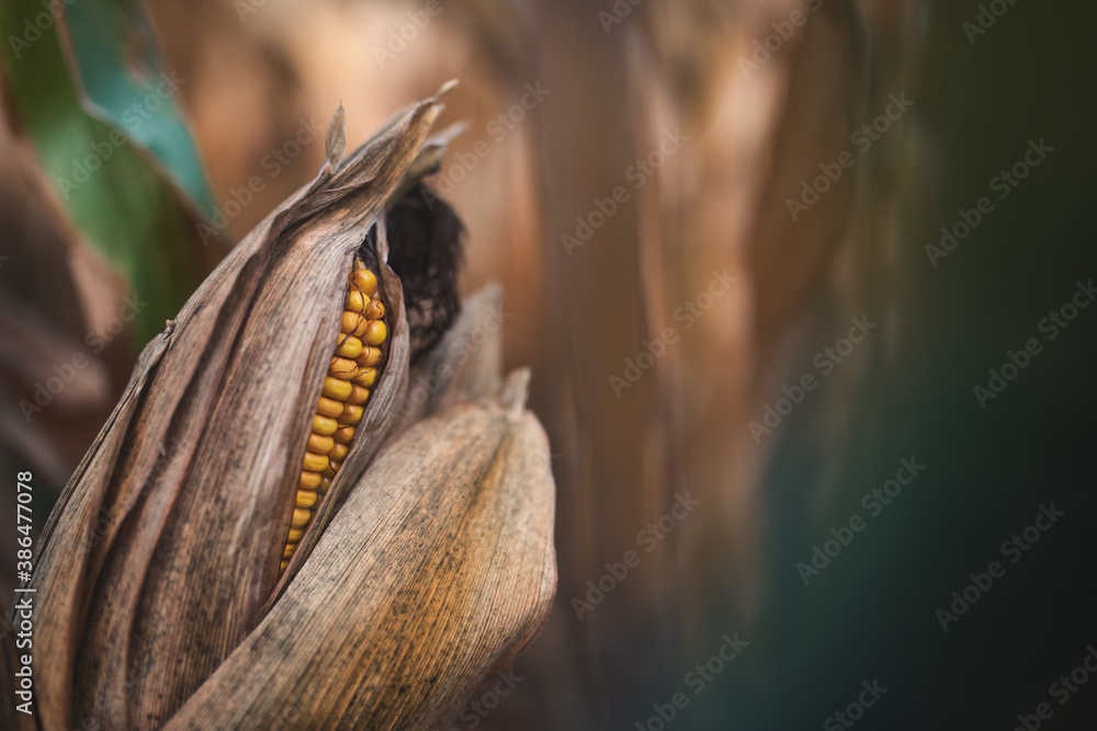 Maize, also known as corn - cereal grain first domesticated by ...