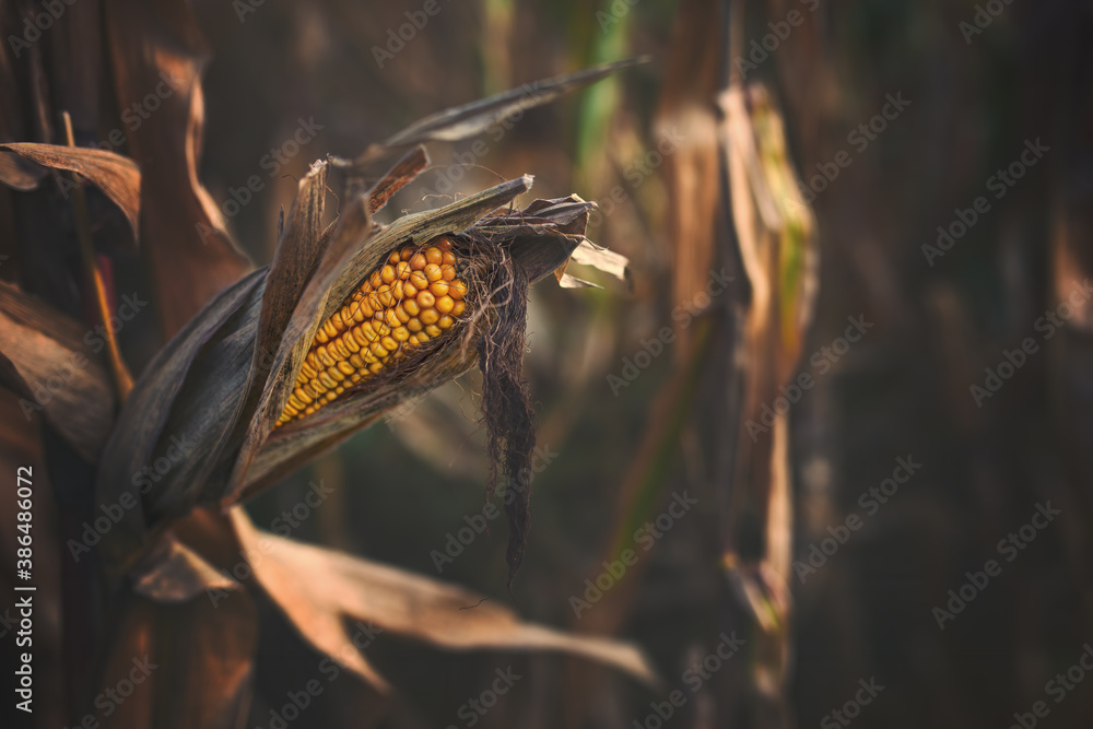 Maize, also known as corn - cereal grain first domesticated by ...