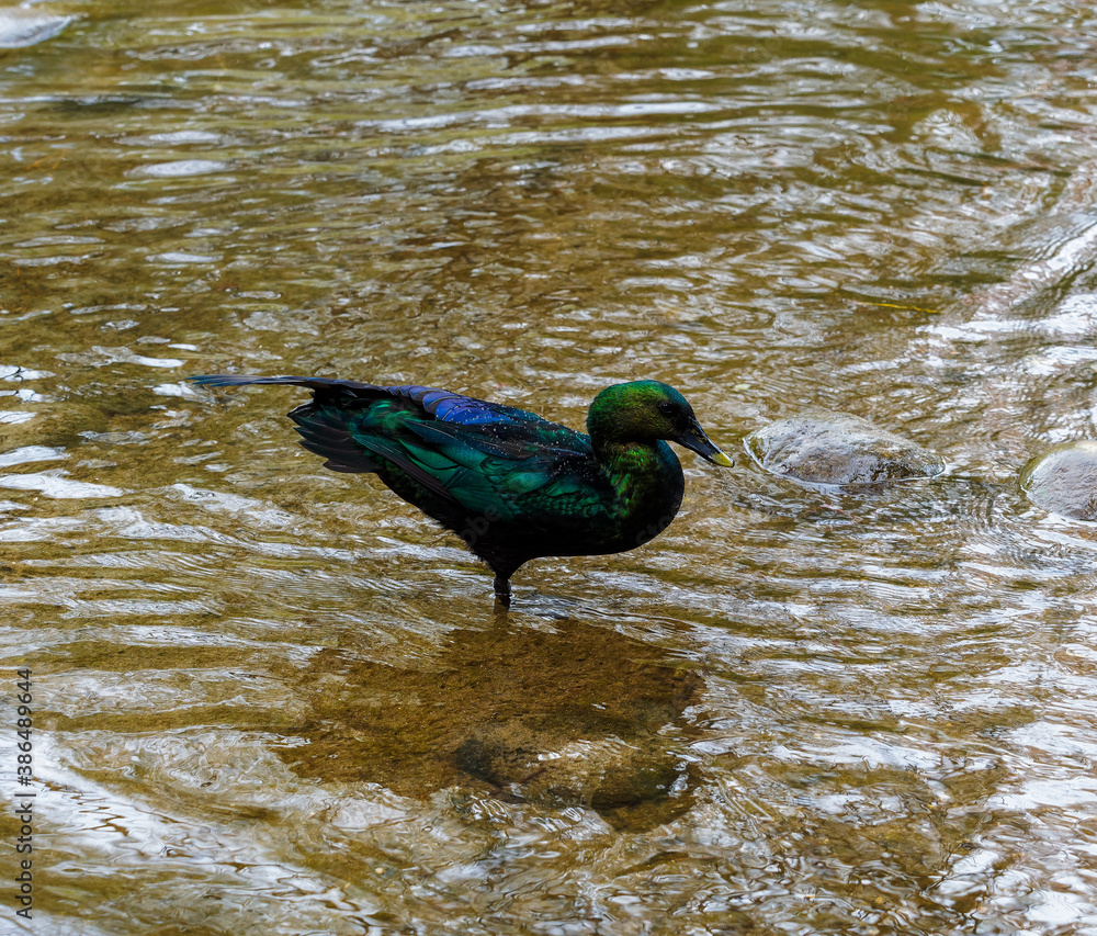 Duck East Indie or Black East Indian - Anas platyrhynchos - Beautiful ...
