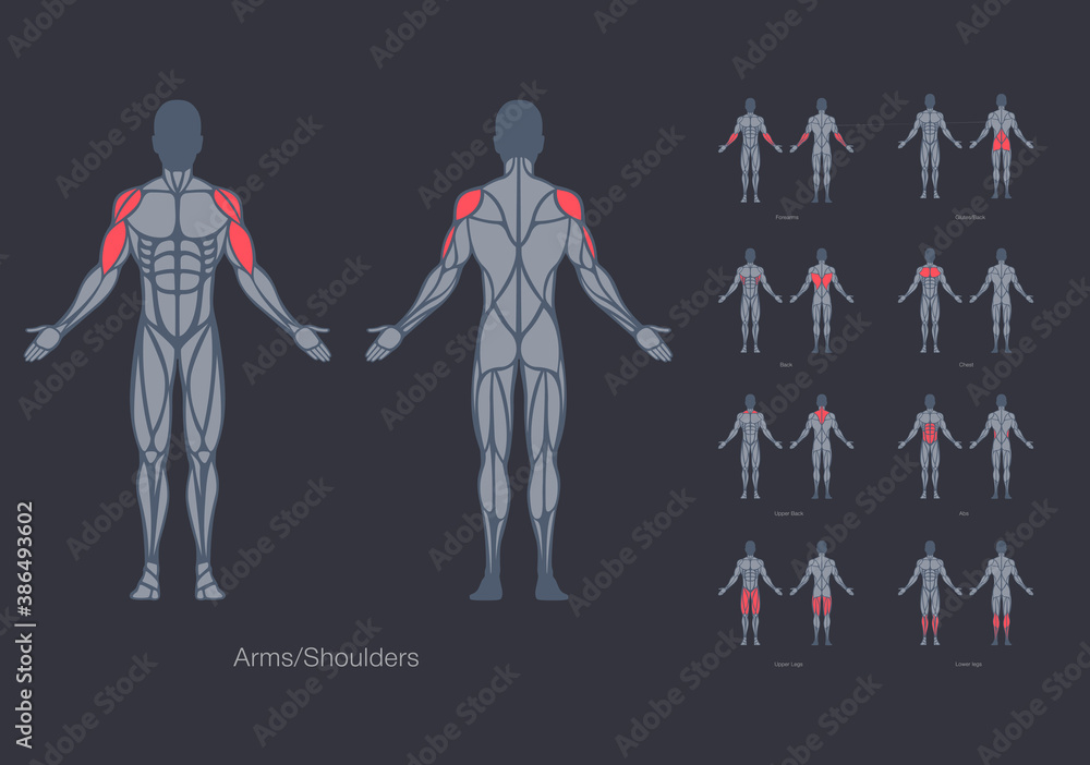 Human muscles anatomy model vector design template Stock Vector | Adobe ...