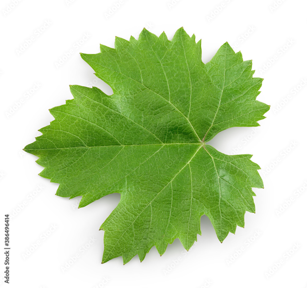 Grape leaf isolated on white background with clipping path and full ...