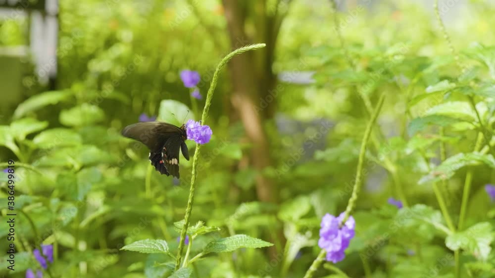 The Ruby-Spotted Swallowtail or Red-Spotted Swallowtail (Papilio ...