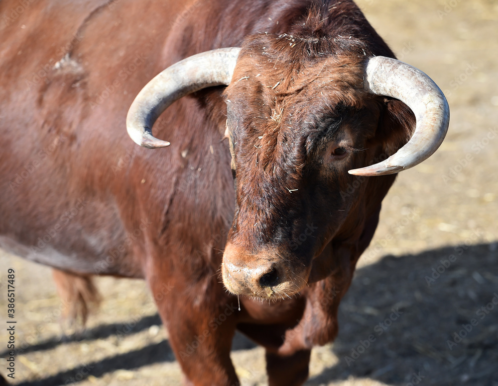 toro español con grandes cuernos Stock Photo | Adobe Stock