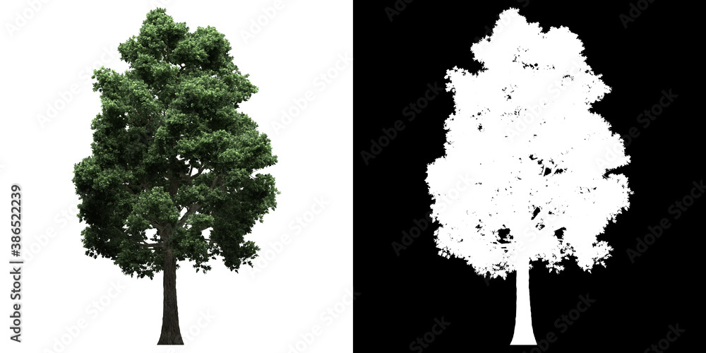 Front view of Generic Tree. PNG with alpha channel to cutout. Made from ...