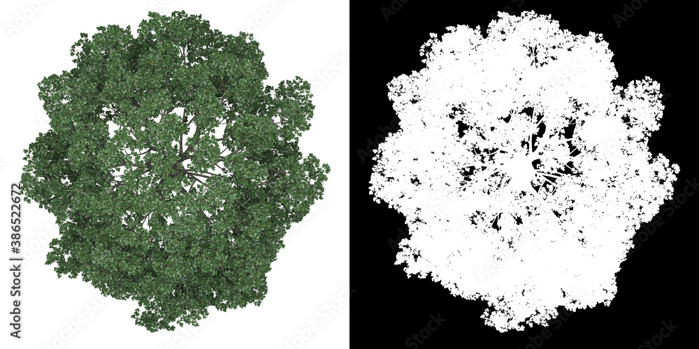 Top view of Generic Tree. PNG with alpha channel to cutout. Made from ...
