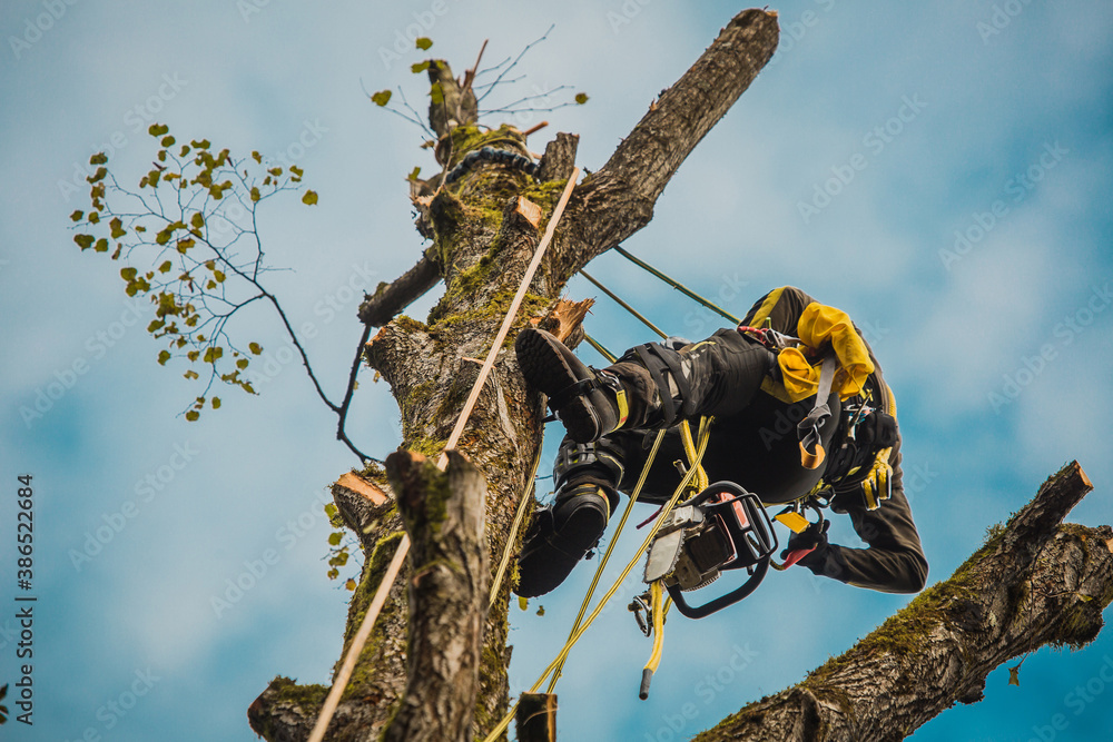 Arborist or lumberjack climbing up on a large tree using different ...