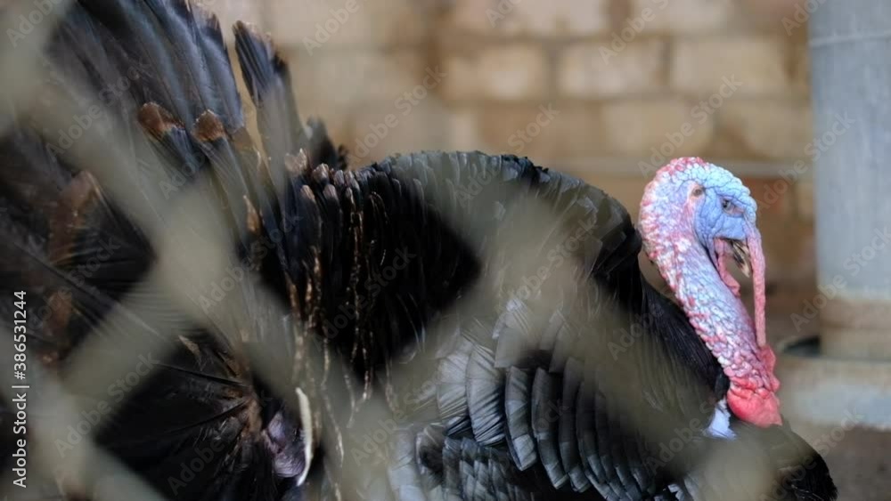 various farm and zoo animals to illustrate concept of captivity not ...