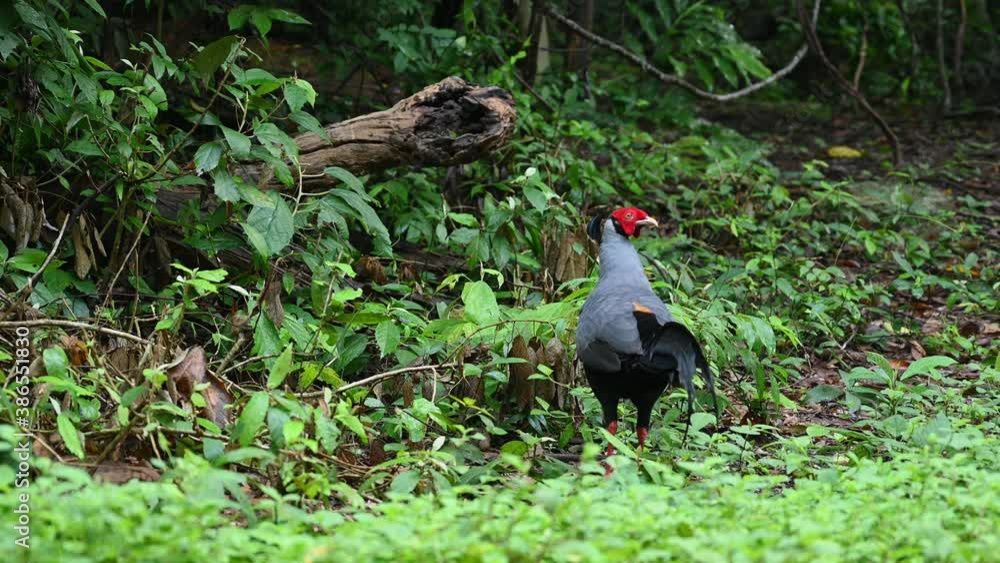 Siamese Fireback, Lophura diardi; seen foraging for food and then looks ...
