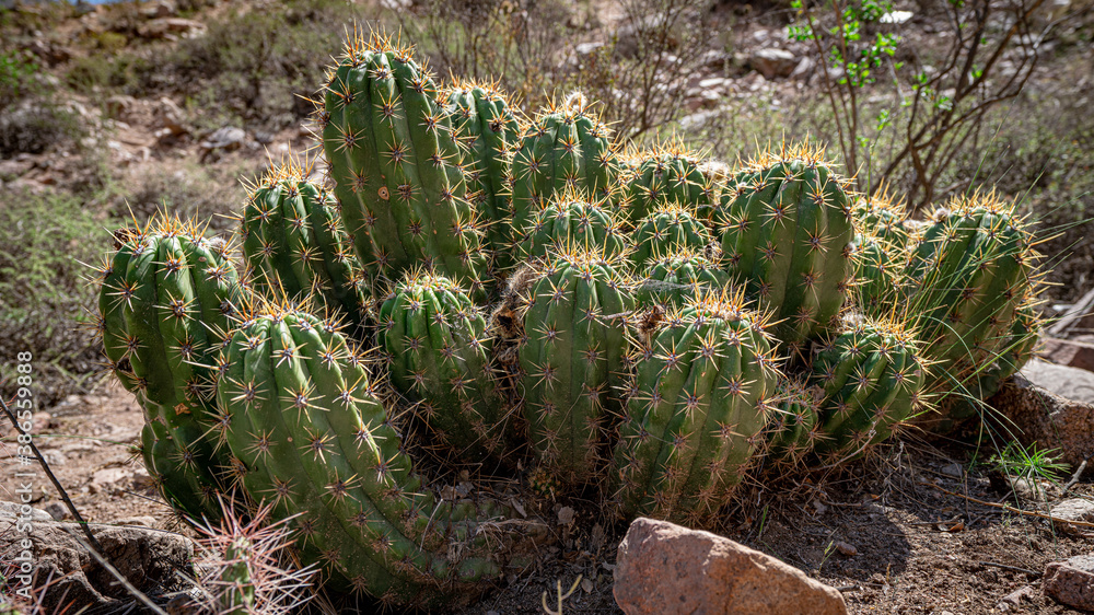 Cactus plantas originarias de América, botánicamente pertenecen a la ...