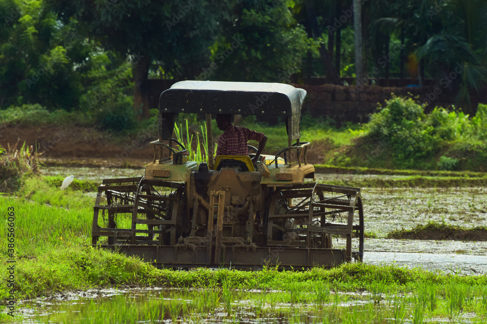 Agriculture Field In Kerala
