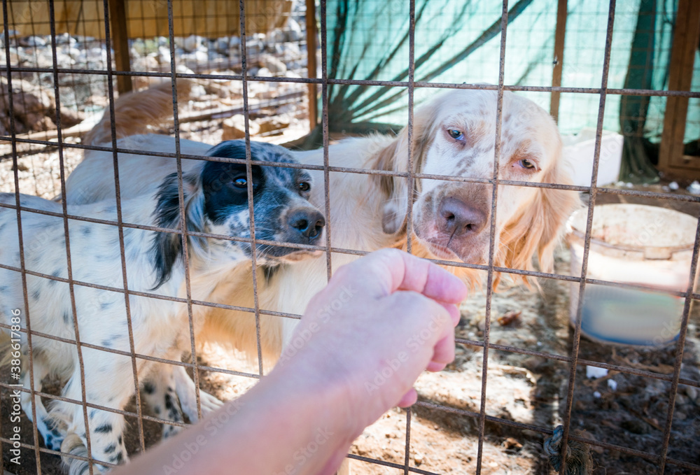 Why Are Dogs Given Up