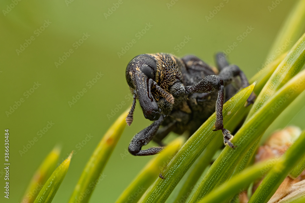Large pine weevil (Hylobius abietis) sitting on a pine. Cool black and ...