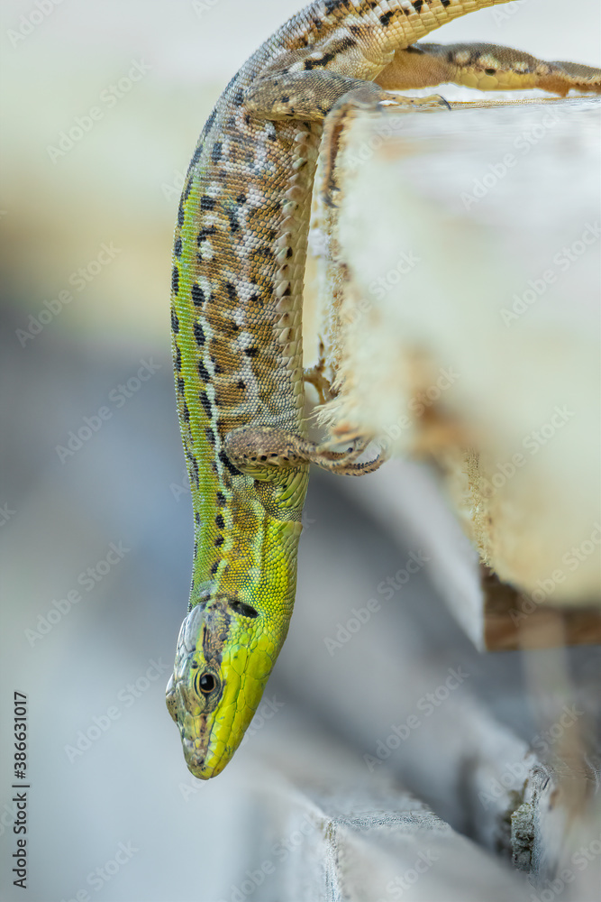 Italian wall lizard (Lacerta siculus) sitting on the ground. Beautiful ...