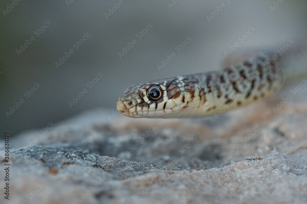Balkan whip snake (Hierophis gemonensis) on a rock. Beautiful brown ...