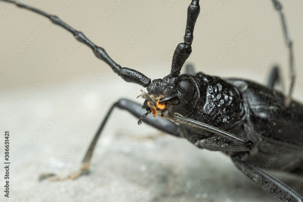 Musk beetle (Aromia moschata) sitting on a rock. Beautiful black bug in ...