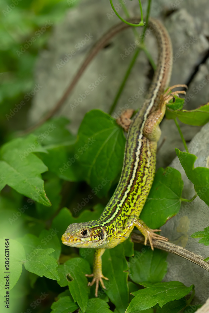 Italian wall lizard (Lacerta siculus) sitting on the ground. Beautiful ...