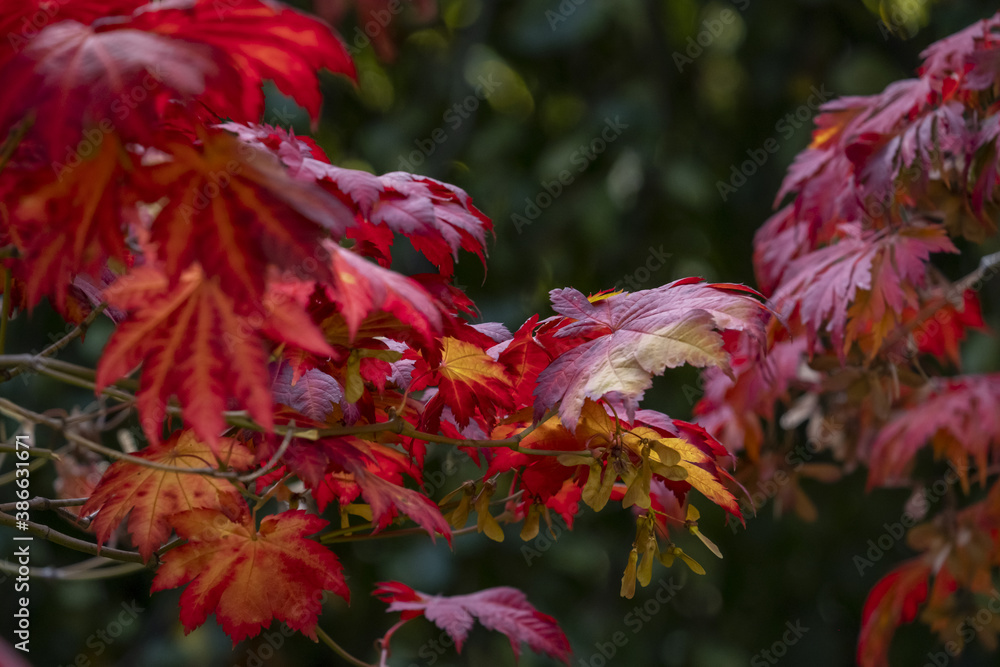 Close-up of graceful red leaves of Japanese Maple, Acer palmatum ...