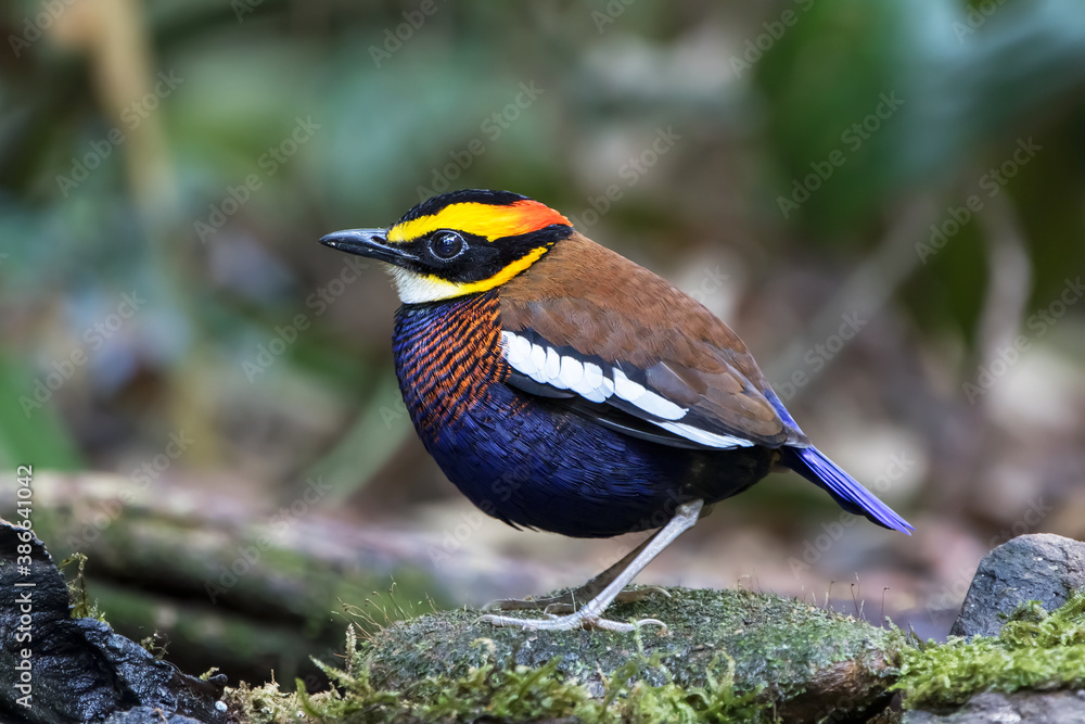 The Malayan banded pitta (Hydrornis irena) is a species of bird in the ...