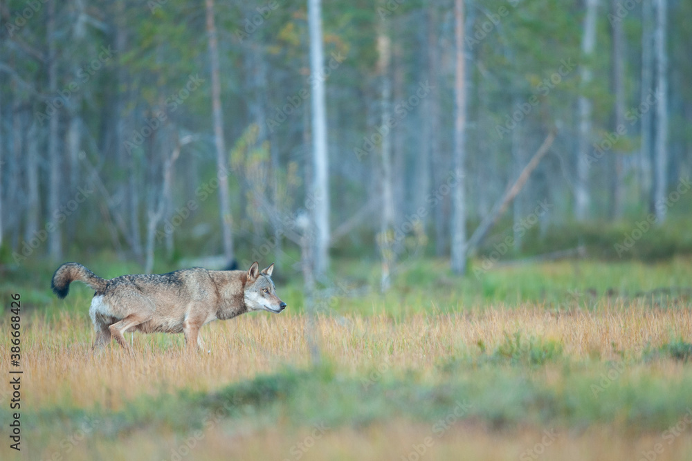 Wolf in forest landscape Stock Photo | Adobe Stock