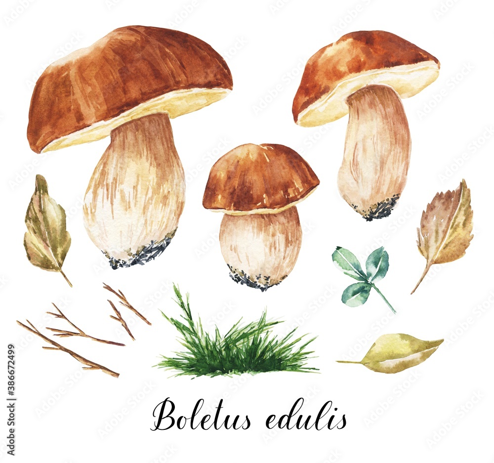 Watercolor boletus edulis edible fungi, mushrooms with leaves and grass ...