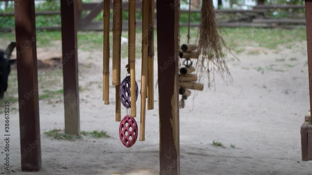 Korean Black Bearded Goats (Capra Hircus Coreanae) Roaming Around In ...