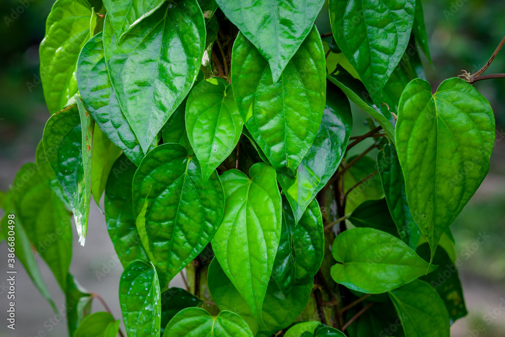 Green betel leaves are hanging on the tree. It is a creeper plant, in ...