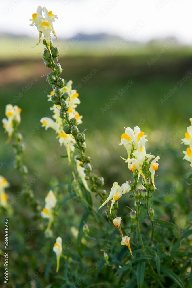 Yellow toadflax (Linaria vulgaris) plant blooming in a meadow Stock ...